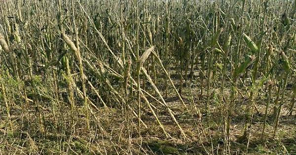 AVVERSITA' ATMOSFERICHE ECCEZIONALI LUGLIO 2023 - Confagricoltura